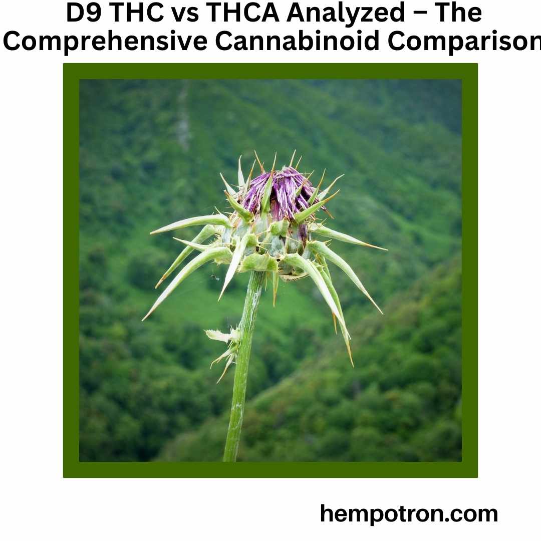 D9 THC Vs THCA Analyzed The Comprehensive Cannabinoid Comparison d9-thc-vs-thca-analyzed-the-comprehensive-cannabinoid-comparison