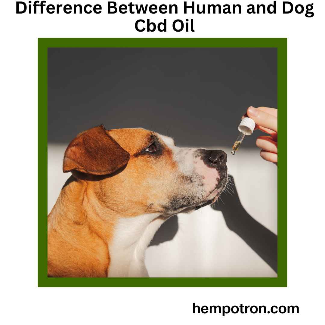 CBD Distillate vs Oil: Essential Differences You Must Know!