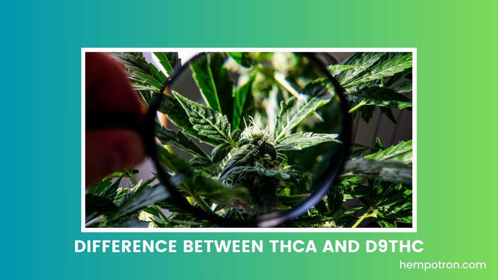 Difference Between THCA And D9THC Hempotron difference-between-thca-and-d9thc-hempotron